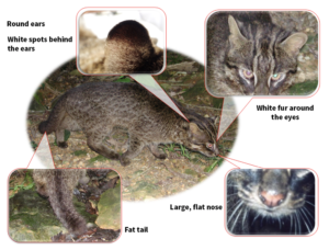 What Is an Iriomote cat? | Iriomote Wildlife Conservation Center